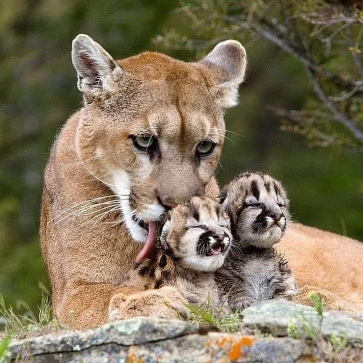 El Puma Mexicano - México Rojo