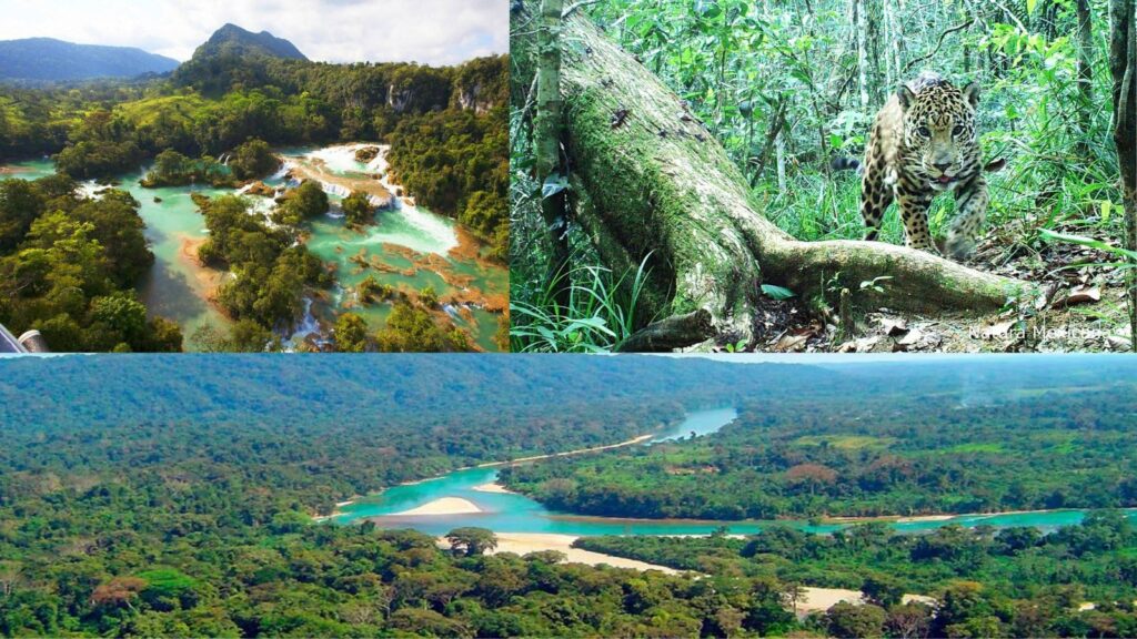 Selva Lacandona espléndida en biodiversidad en el corazón latiente de ...