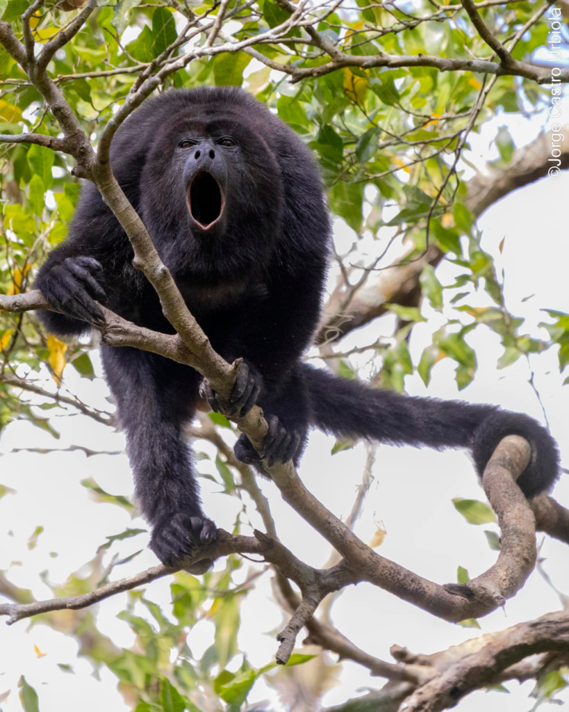 El Mono Aullador Mexicano: Un Primate Fascinante en Peligro - México Rojo