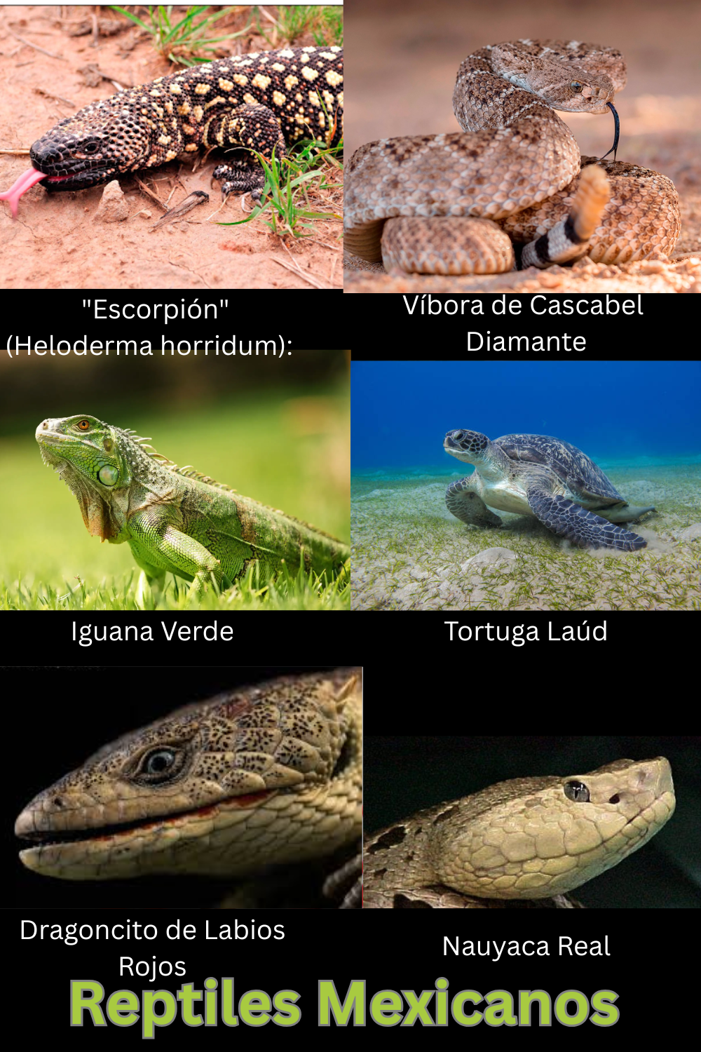 Reptiles Mexicanos: Tesoros de Escamas, Historia y Biodiversidad ...