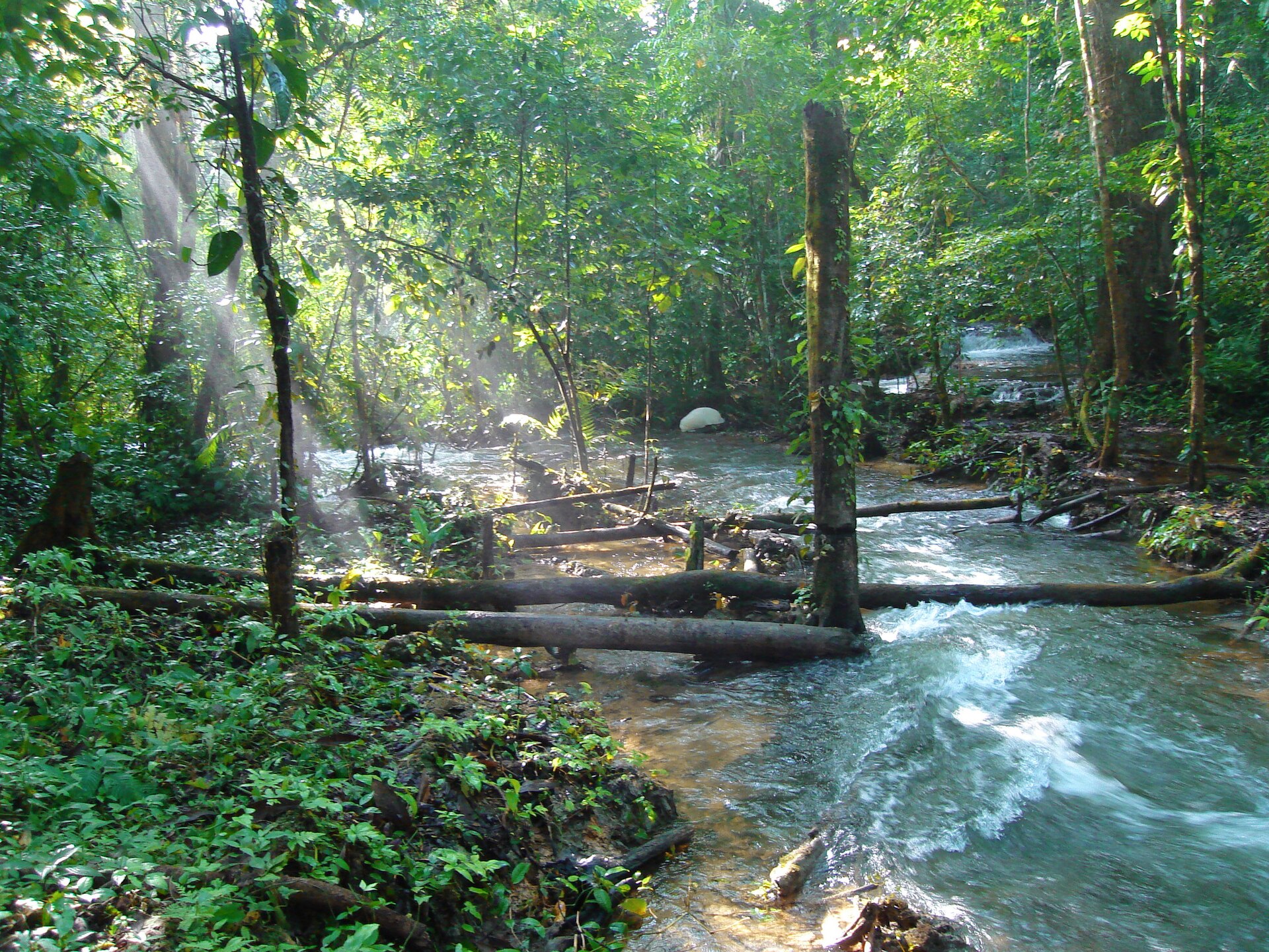 Diferencias entre la Selva Lacandona y la Selva Maya: Tesoros del Sur ...